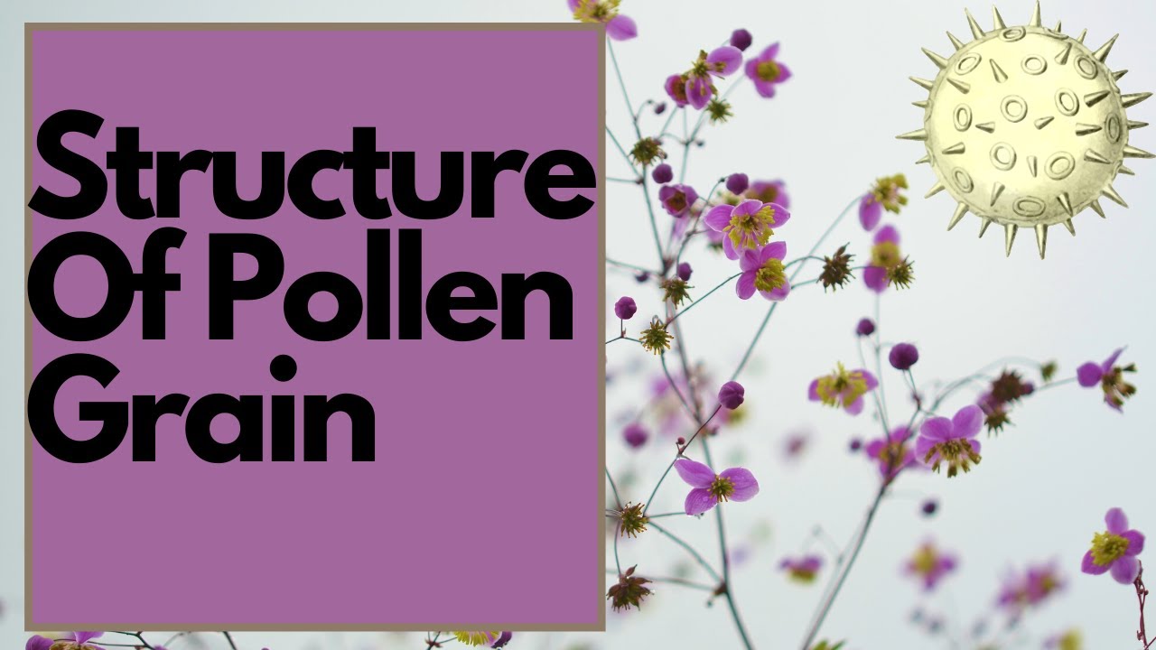12 th Biology Structure Of Pollen Grain - YouTube