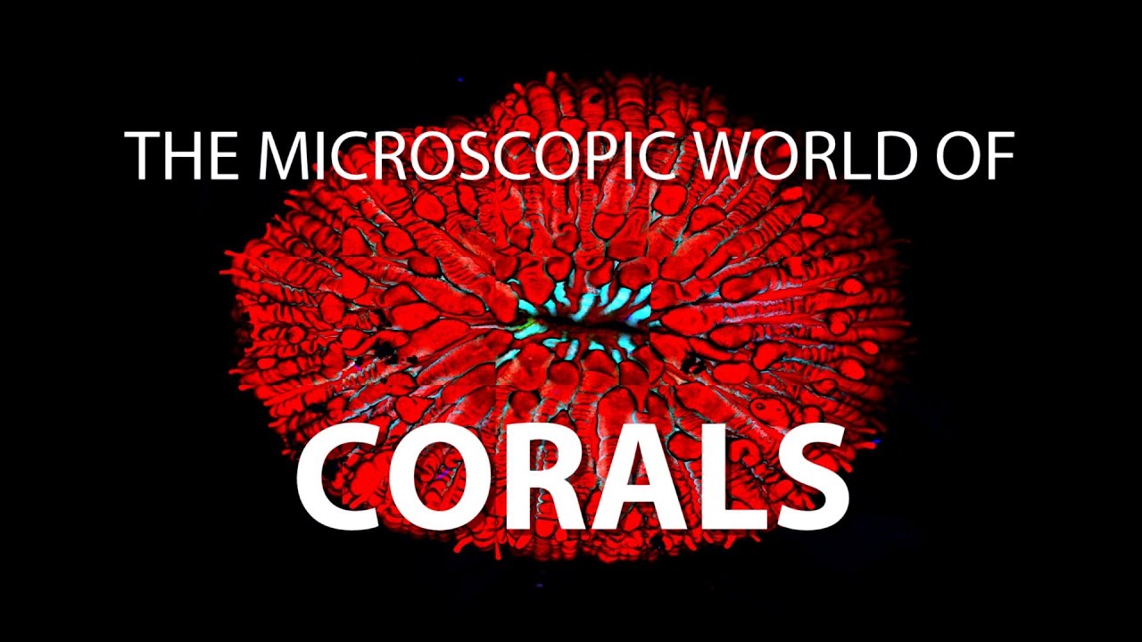 The Microscopic World of Corals | UnderH2O | PBS Digital Studios - YouTube