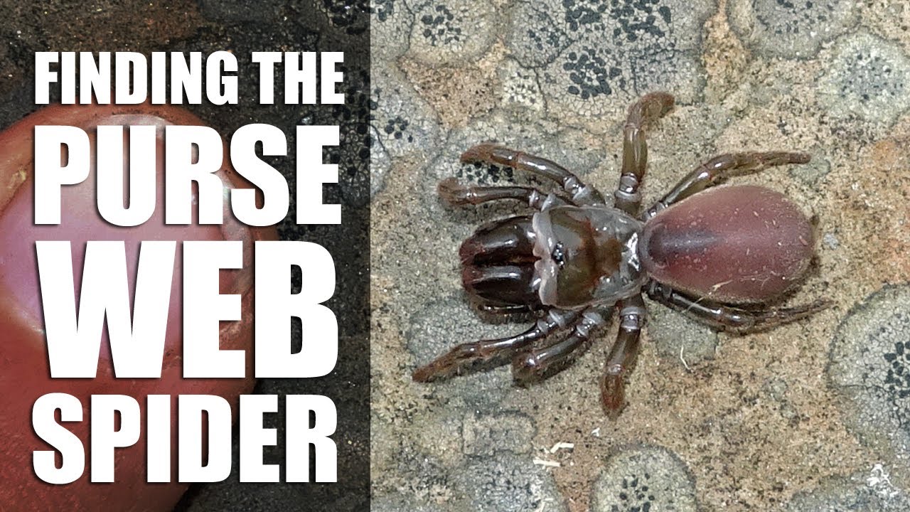 Finding the UK Purseweb spider, Atypus affinis - YouTube