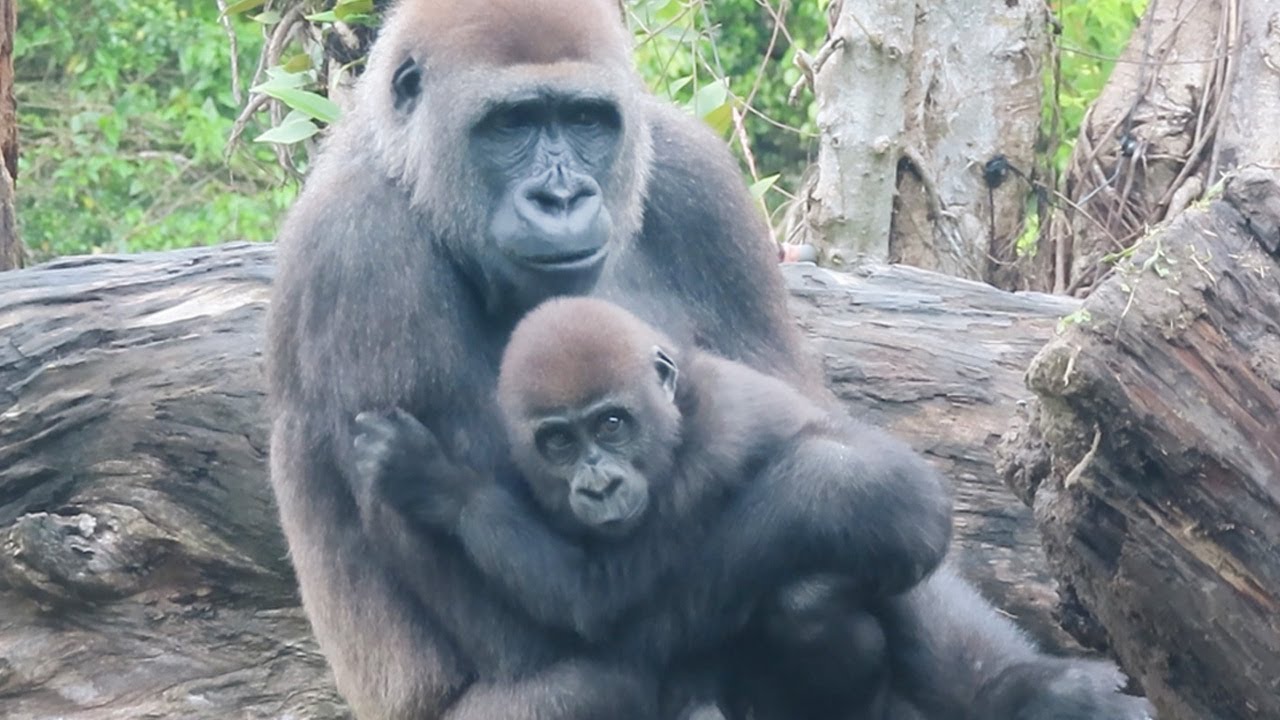 Baby gorilla Jabali turned circle four times like a little dancer - YouTube