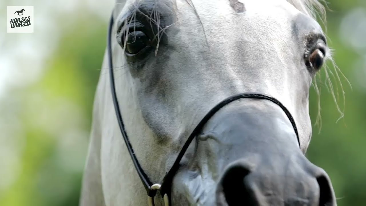 Arabian Horse PATHOS - Alihandro x Palmeta - YouTube