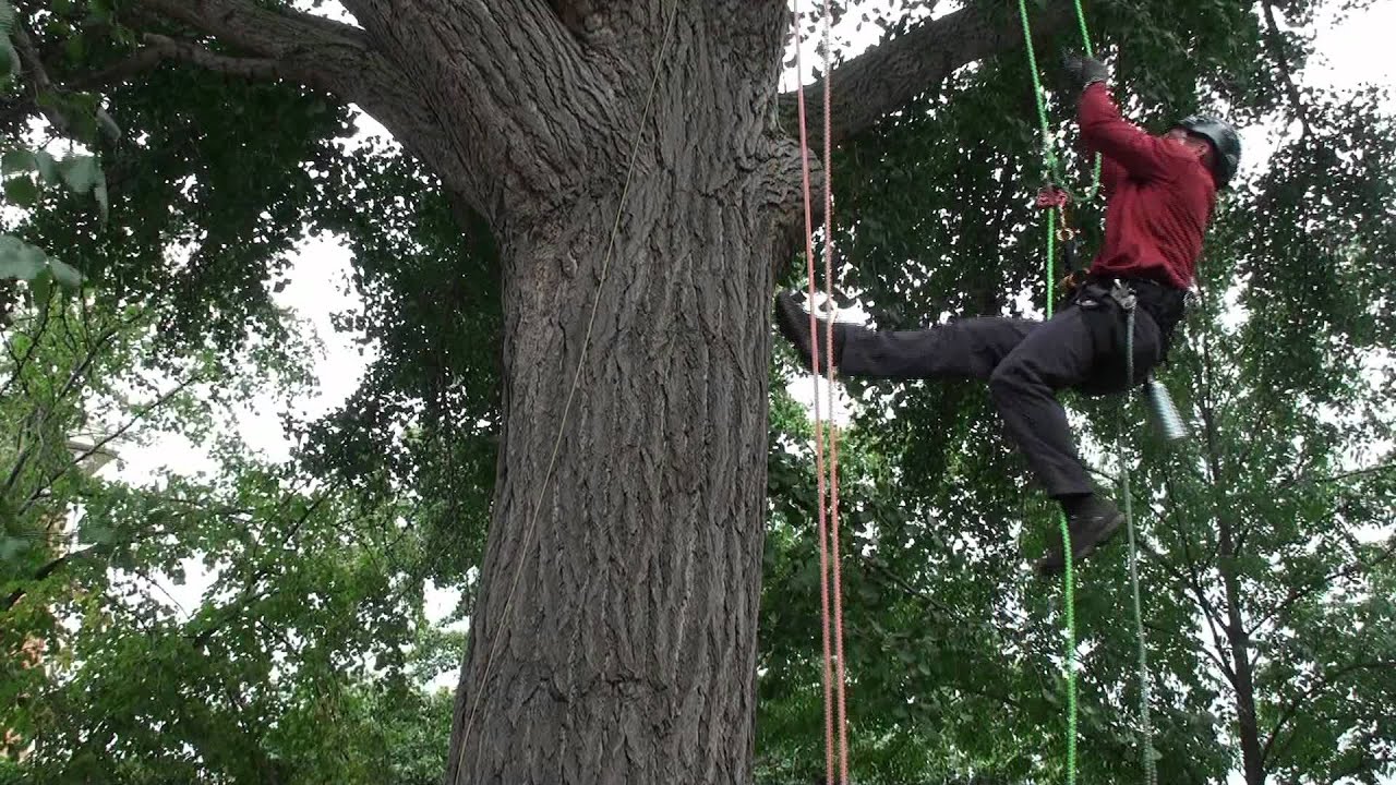 Indiana Arborist Tree Climbing Competition at Purdue University - YouTube
