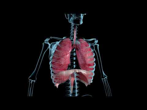 Nefes alıp vermede neler yaşandığını gösteren bir animasyon | Akciğer Solunum Döngüsü