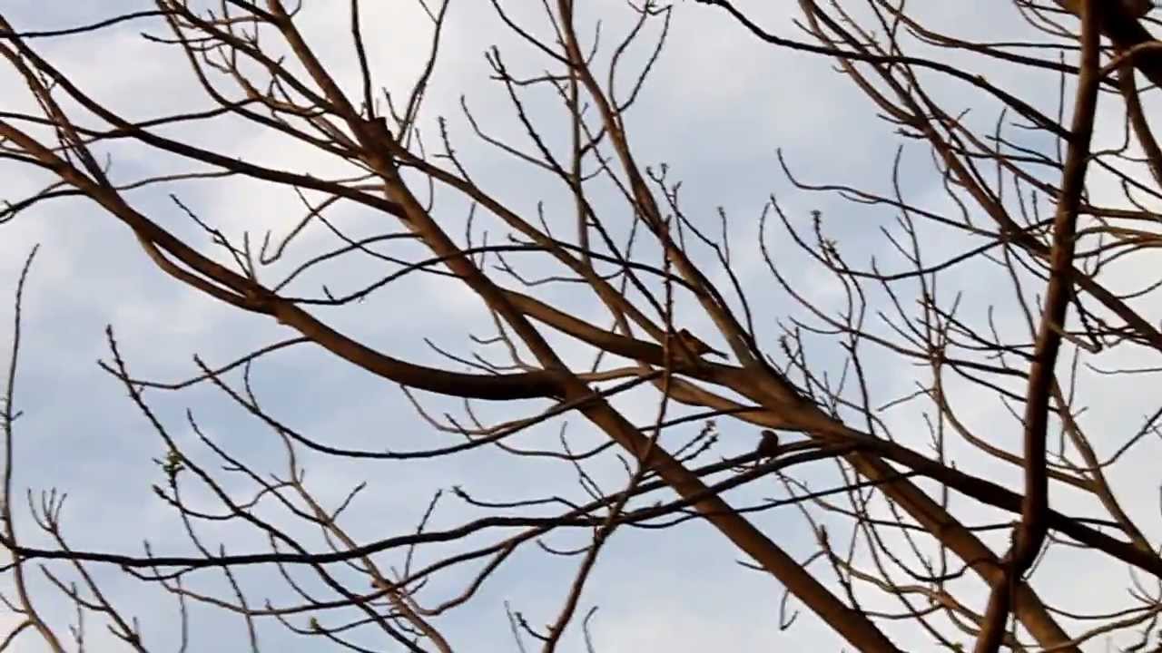 finch people - YouTube