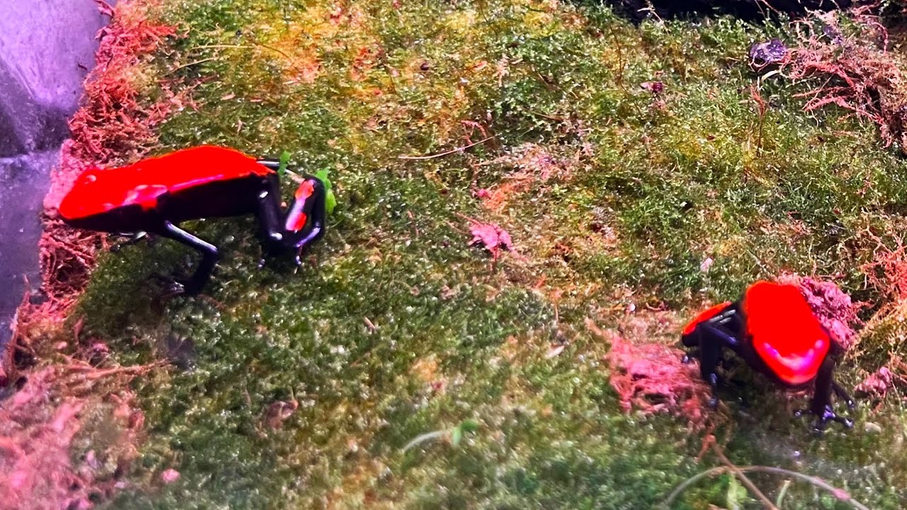 Poison Dart Frogs - SEA LIFE Bangkok Ocean World (Siam Paragon) - YouTube