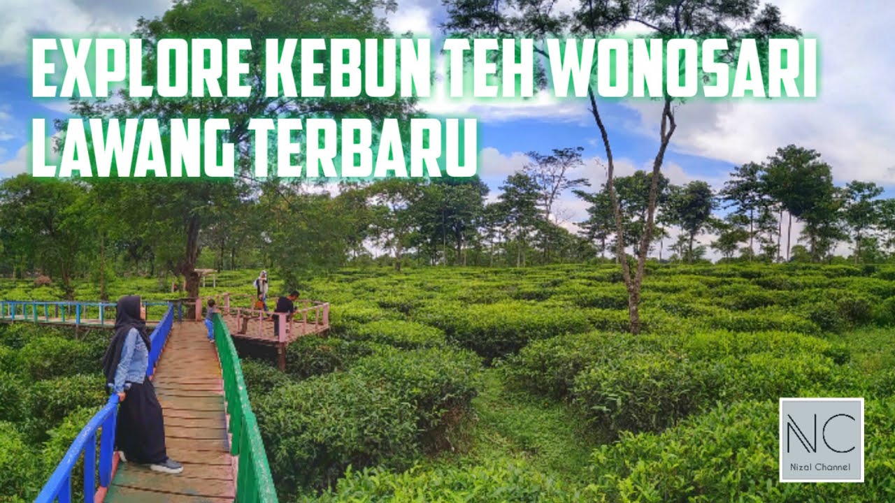Kebun Teh Wonosari Wisata Alam Kebun Teh Lawang Malang - YouTube