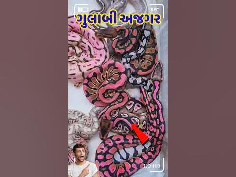 ગુલાબી અજગરની ટોળકી A gang of pink pythons #pythons - YouTube