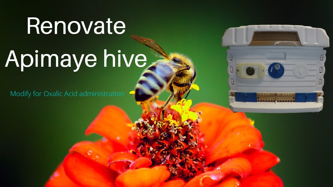 Apimaye Renovation and modification,new changes for oxalic acid ...