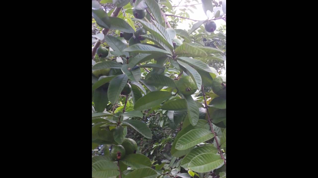 Guava trees in Debary, Florida - YouTube
