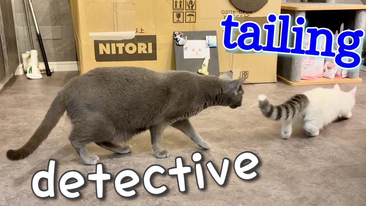 [Russian Blue] Generational difference? Observing the new comer ...