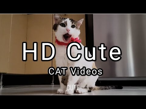 HD Cute Cat Video || Cutiee789 || cute animals #cute - YouTube