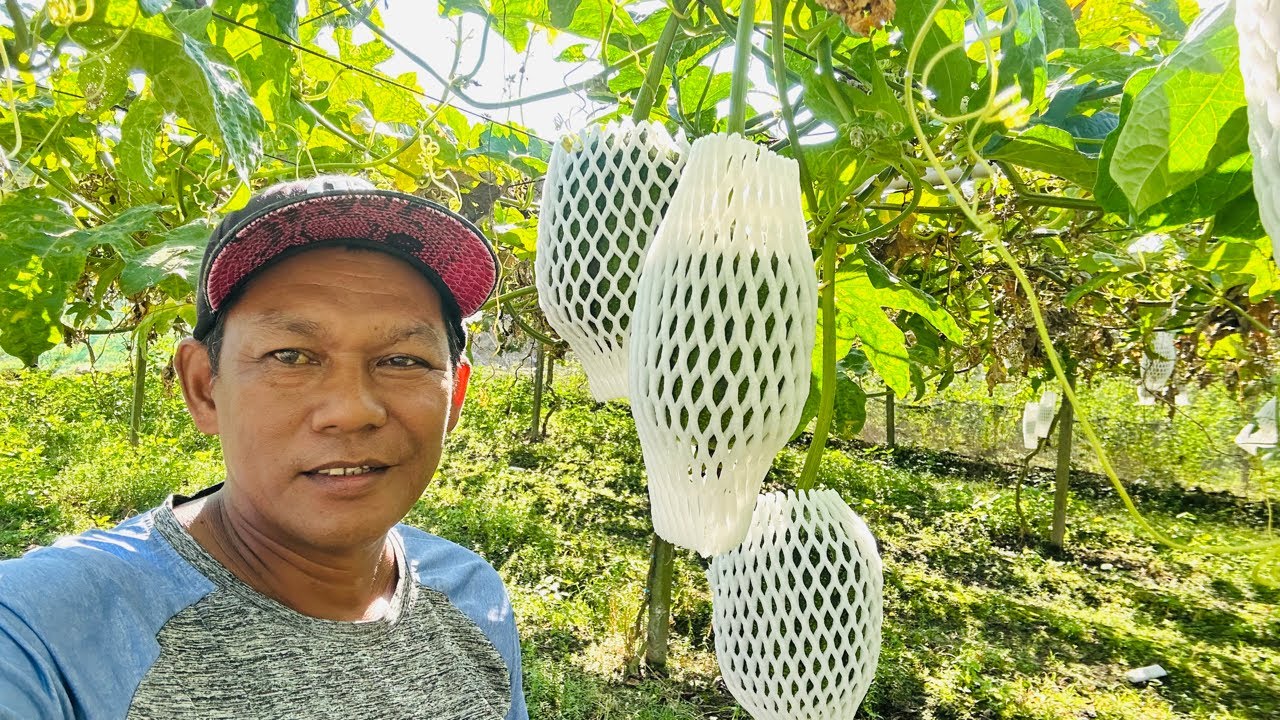 Beans Boy is live! Come join me get your Sponge gourd??!! - YouTube