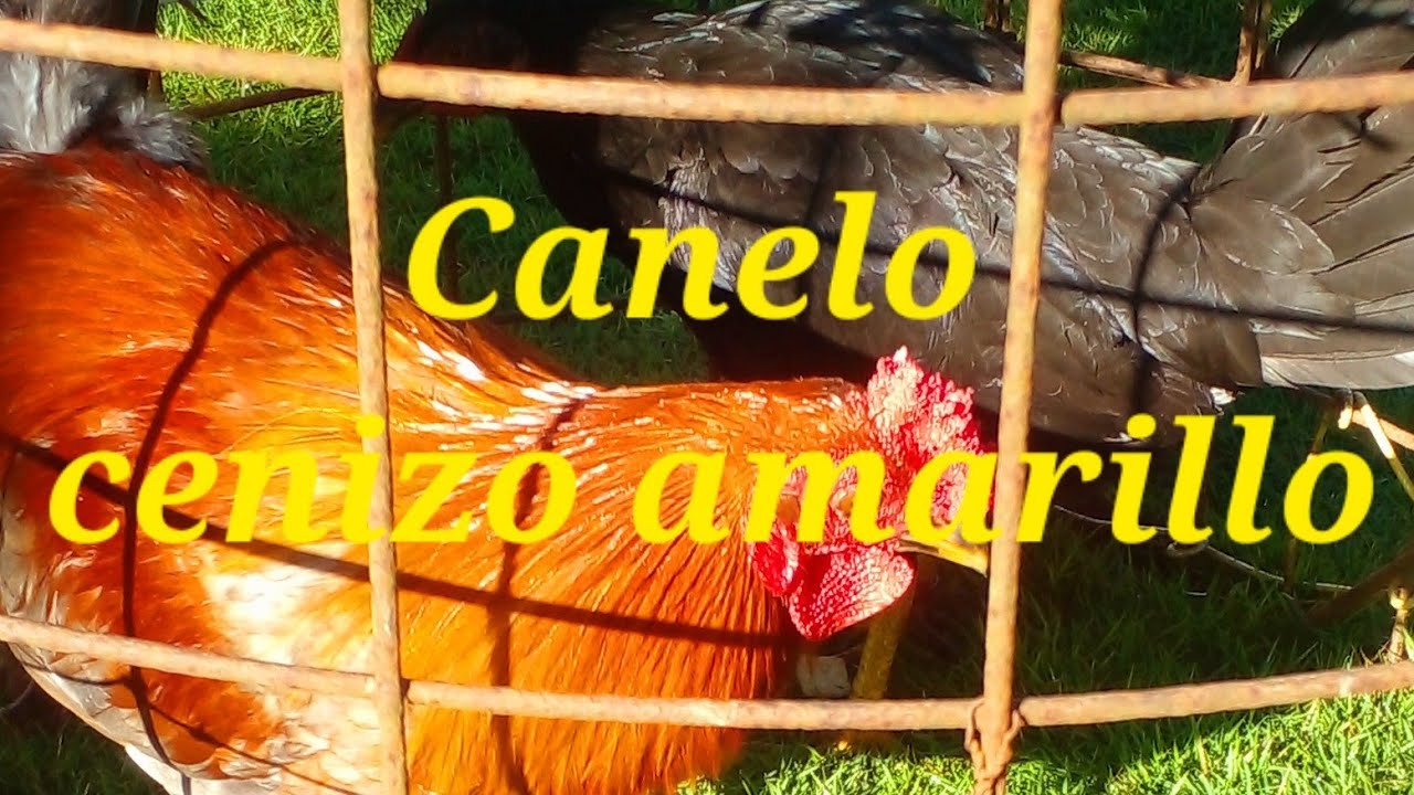 El canelo es un color de gallo que varía mucho. - YouTube