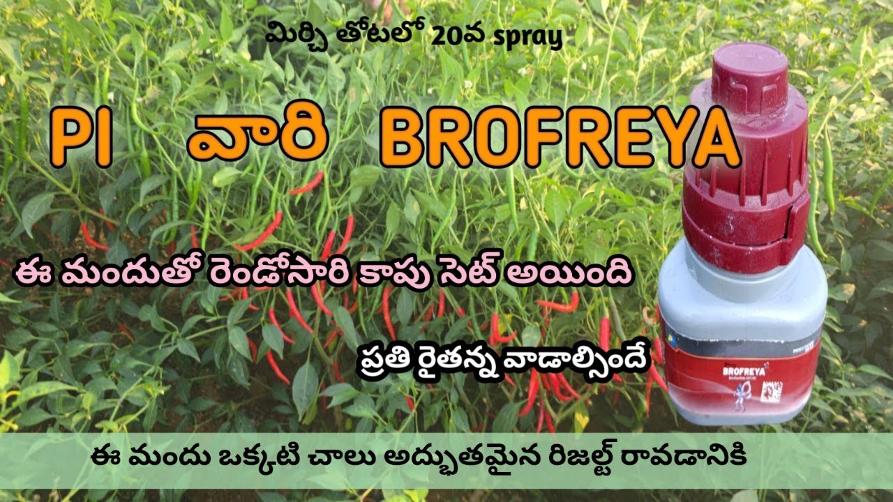 మా మిర్చి 20వ స్ప్రే || " PI "వారి "BROFREYA "వాడిన తర్వాత అద్భుతమైన ...