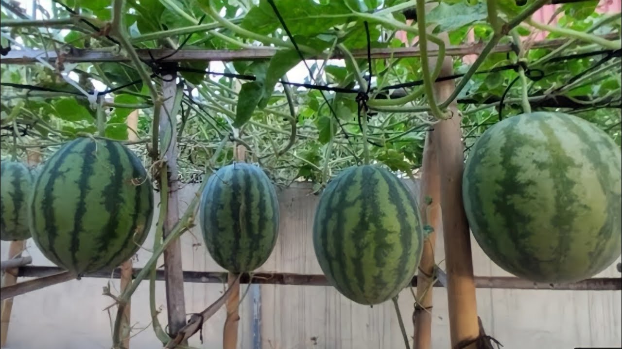 Hi-tech hydroponics watermelon cultivation - YouTube