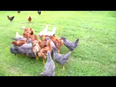 My chickens exercise plan for better eggs. - YouTube