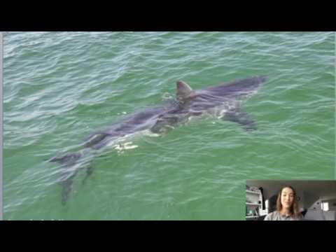 Shark Tagging and Tracking - YouTube