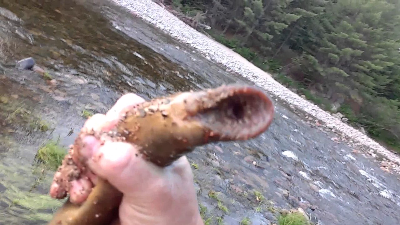 Lamprey Eel grabbing, in NB. - YouTube