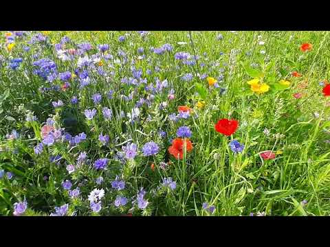 İlkbahar - Muhteşem Çiçekler - Huzur. Spring - Gorgeous Flowers - Tranquility