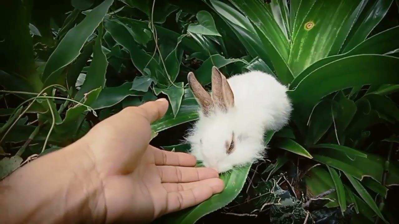 Love Bunny so cute - YouTube