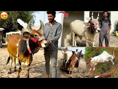 Finally Bassam Ky Farm Sy Qurbani Ka Janwer Le Ay🥰