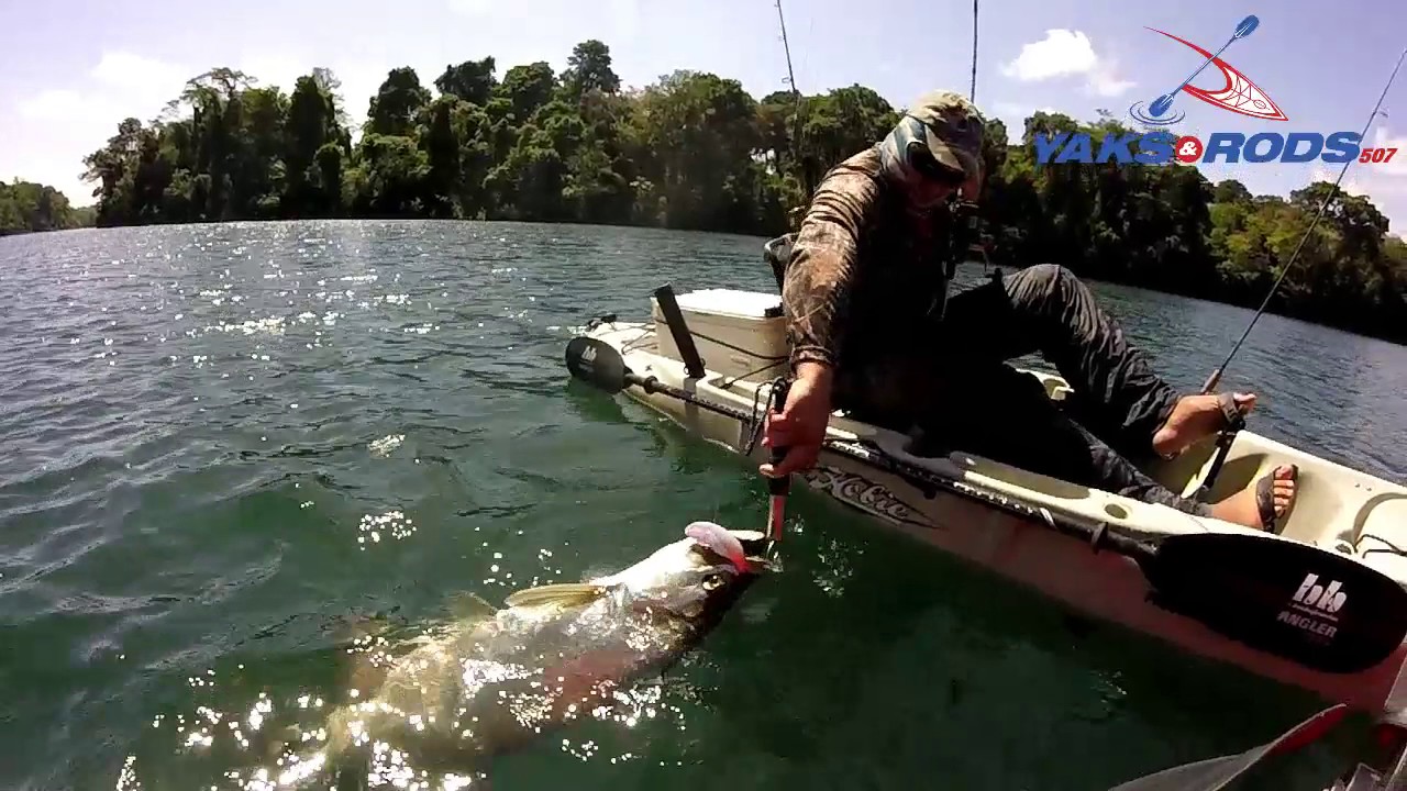 Pesca en Kayak - Sabalo Real - Rio Chagres, Panama - YouTube
