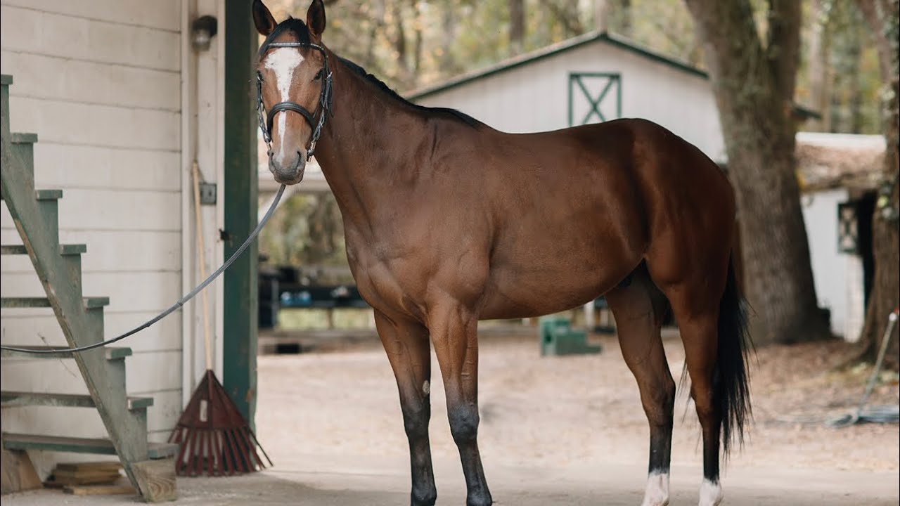 Puff Sale Video - YouTube