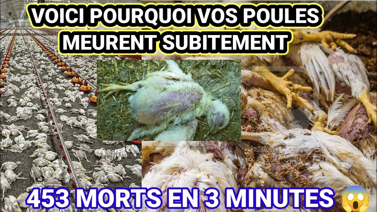 POURQUOI VOS POULETS MEURENT SUBITEMENT ET COMMENT FAIRE POUR PRÉVENIR ...