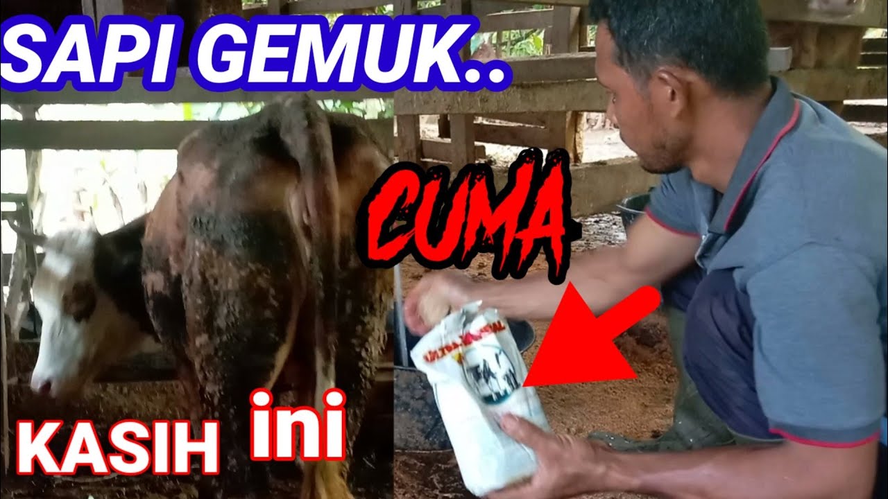 "ciri ciri sapi sehat,minumnya banyak".#ngaritrumput #ternaksapi - YouTube