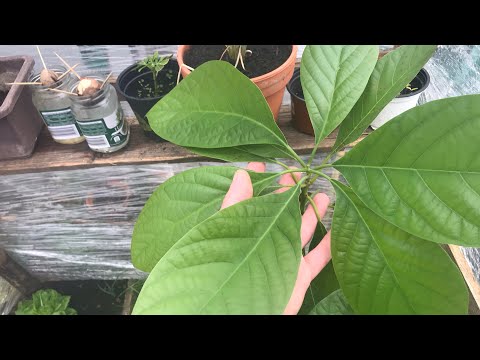 Tout savoir sur l’AVOCATIER ou presque ( partie 1) - YouTube