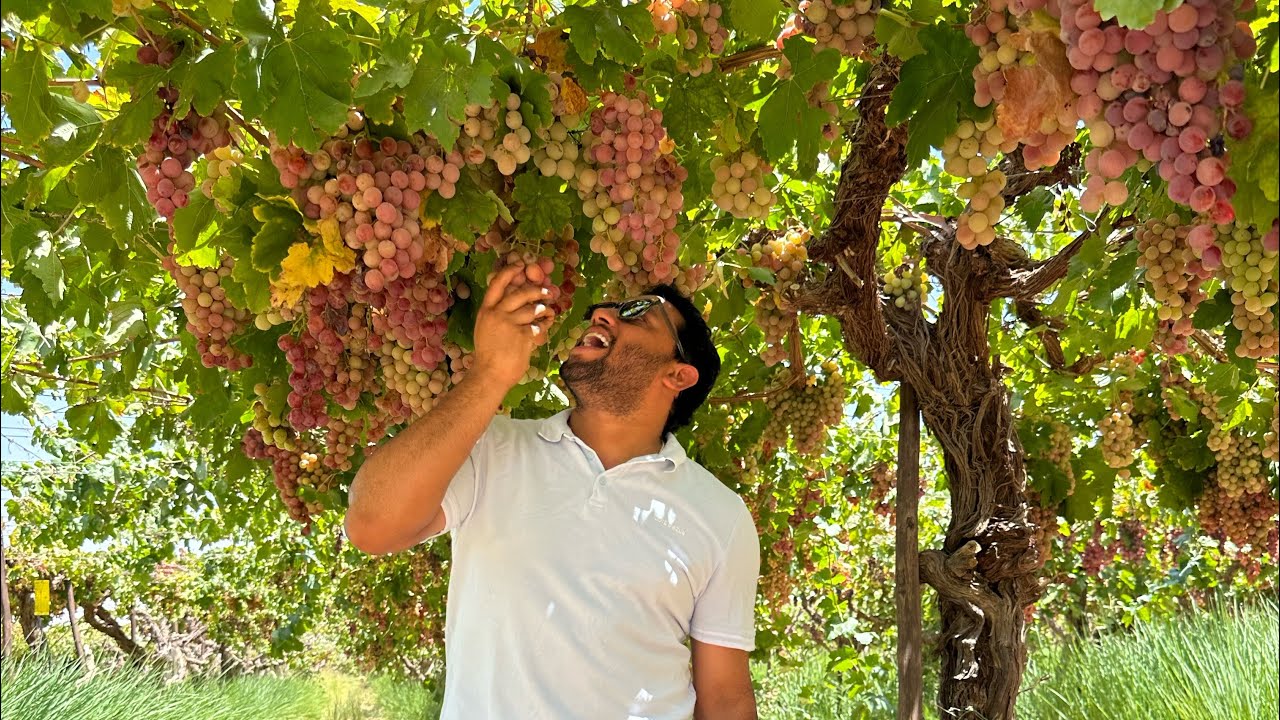 Tabuk Agriculture department (TADCO)@IMAKking - YouTube