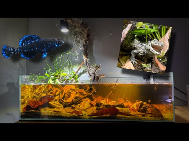 Swamp Fish Tank