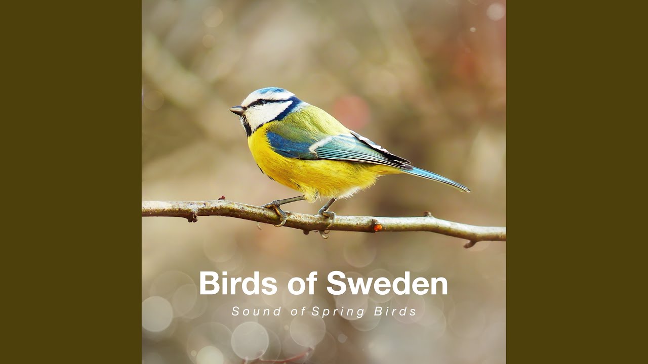 Spring Forest Birds - YouTube