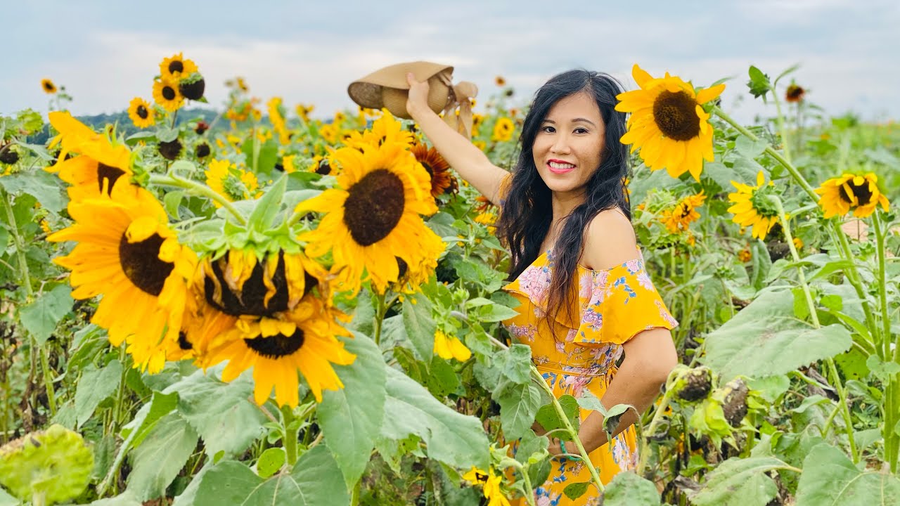 Khmer Beautiful Girl In Sunflowers Field @ Somaly Khmer Cooking ...