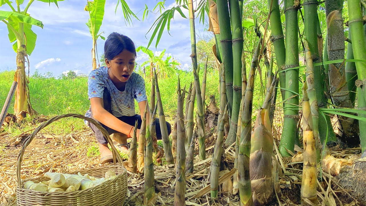Find Bamboo Shoots in Forest to Eat / Mab Eating - YouTube