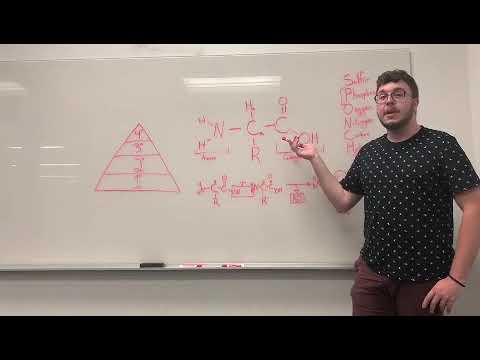 BIOSC 0150: Proteins