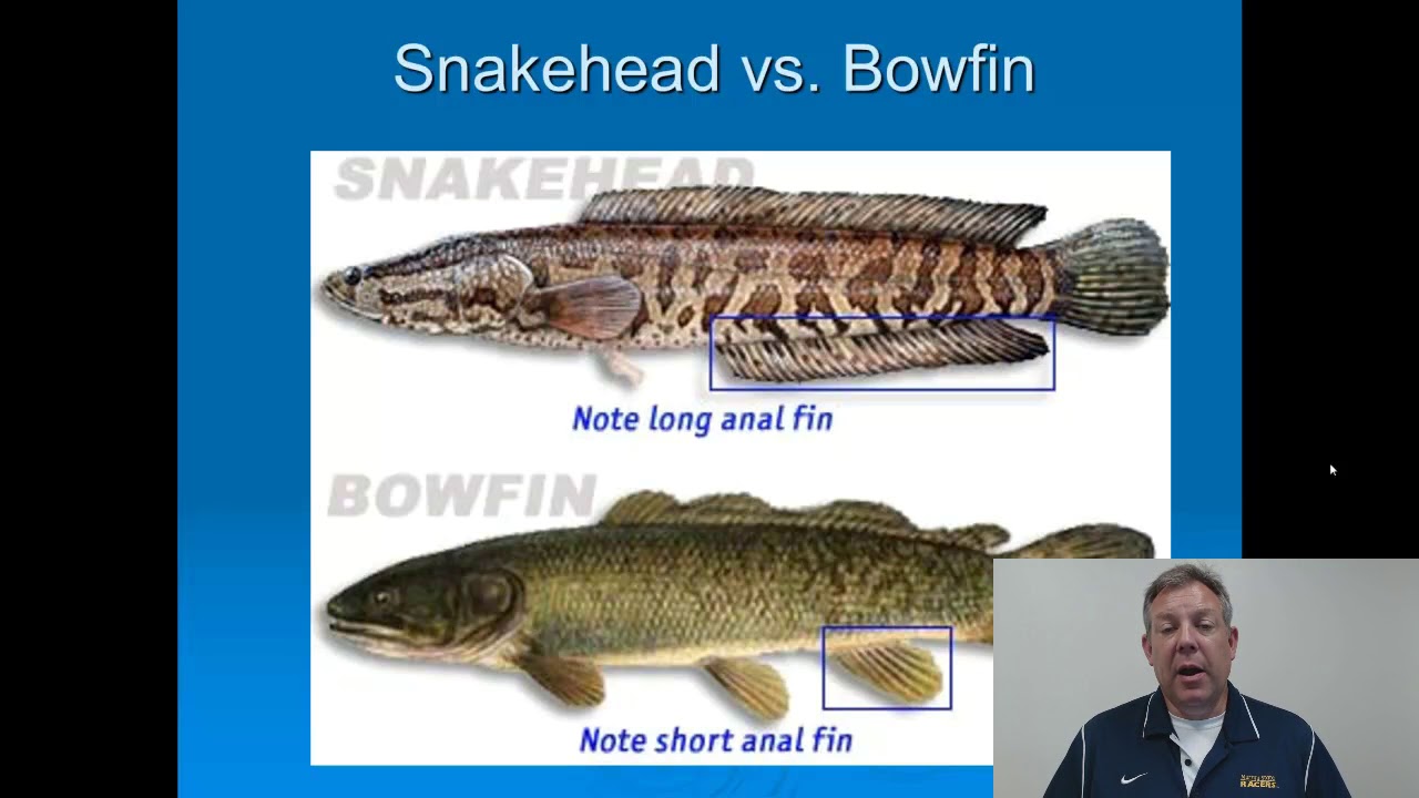 Ich Lecture 11 - KY Families - Bowfin - YouTube