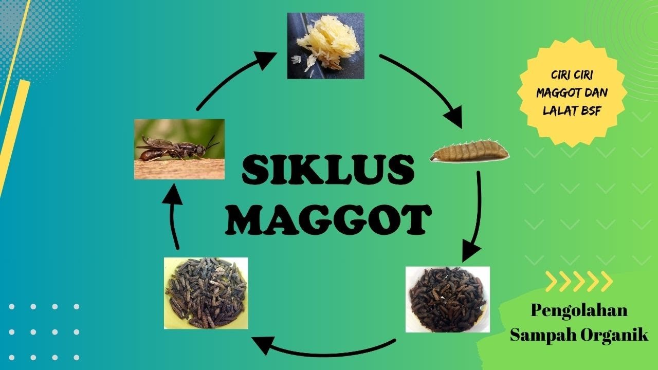 Maggot BSF #2 | Siklus Maggot | Mengenal Maggot Pemakan Sampah Organik ...