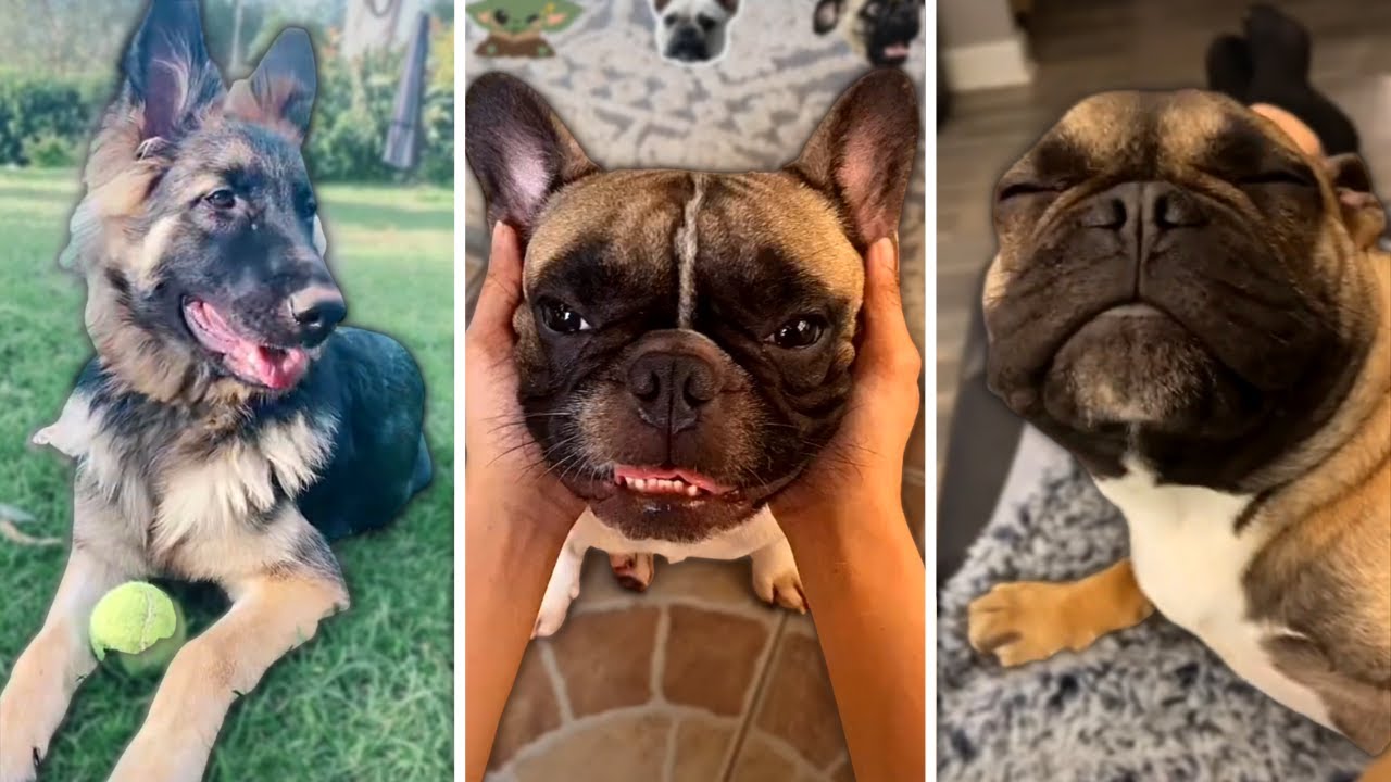 Paws-itively Funny ~ The Best Dog Videos on TikTok 🐕 - YouTube