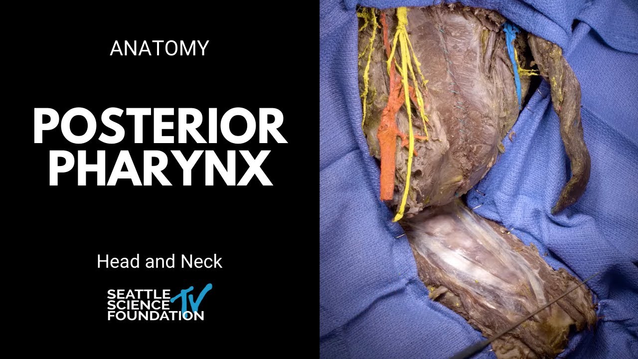 Why Is My Throat Red? Posterior Pharynx Erythematous Explained ...