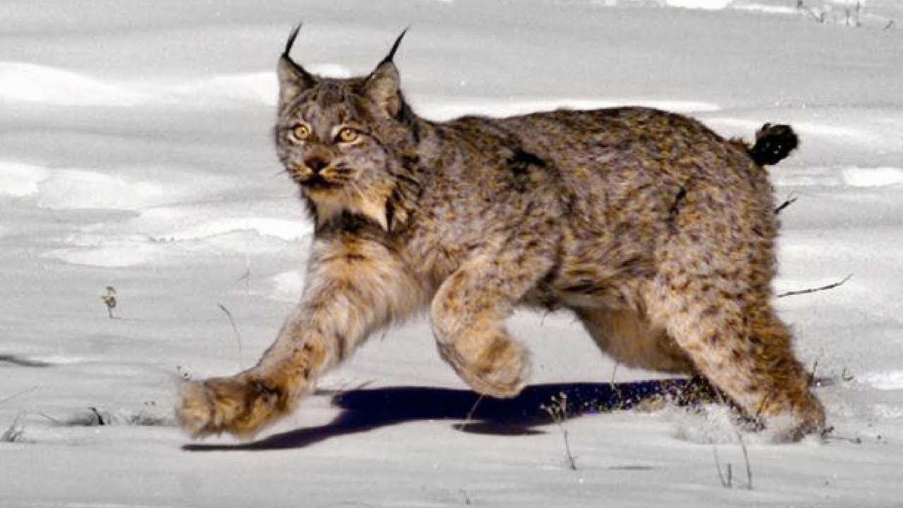 watch Rare Lynx In The Wild .... #watchzozo - YouTube