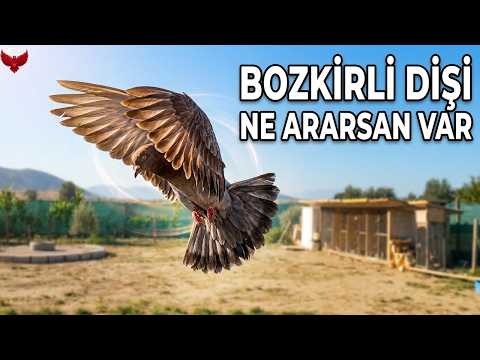 Bozkirli Dişi | Ne Ararsan Var | Taklacı Güvercin Oyunkuşu