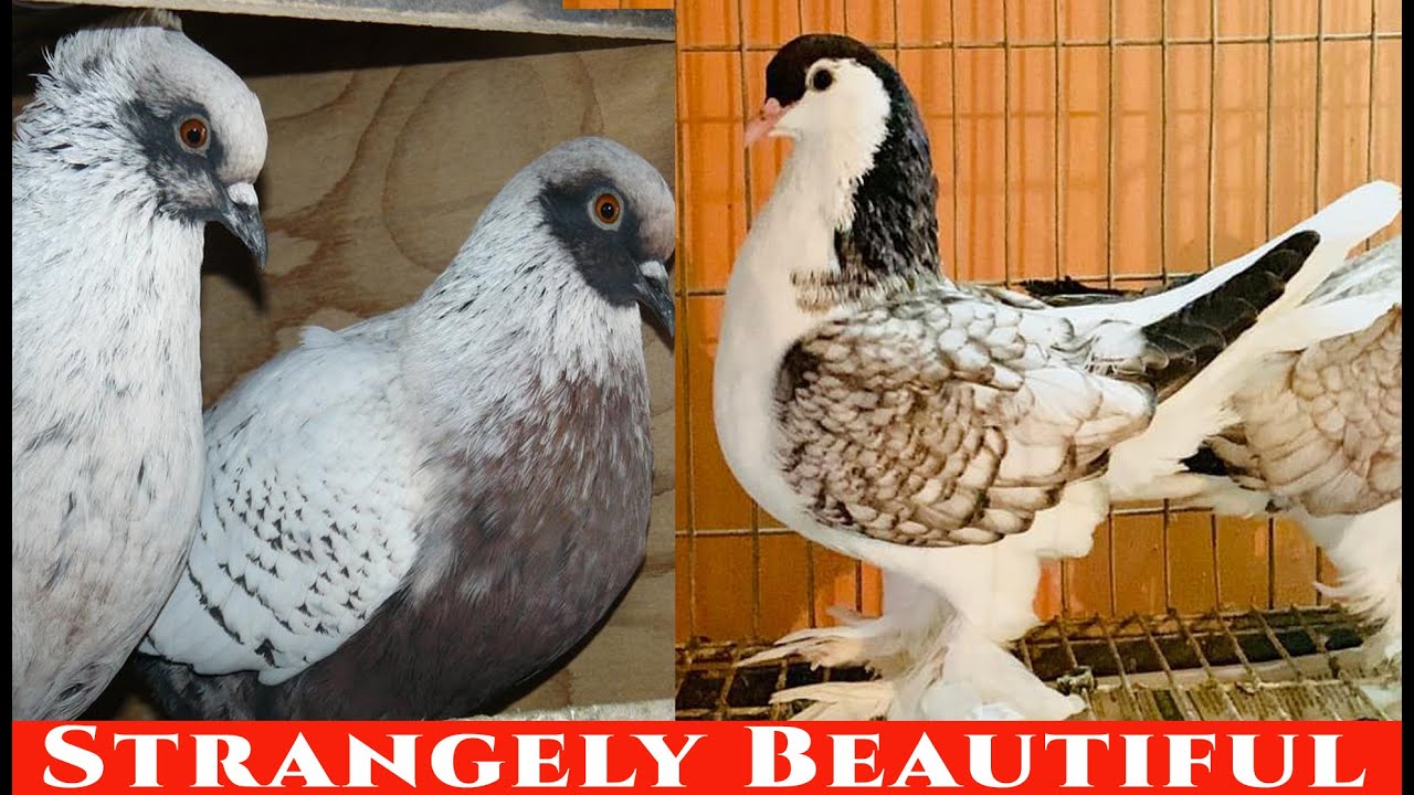 Strangely Beautiful Fancy Pigeon Color Will Amaze Your Eyes - YouTube