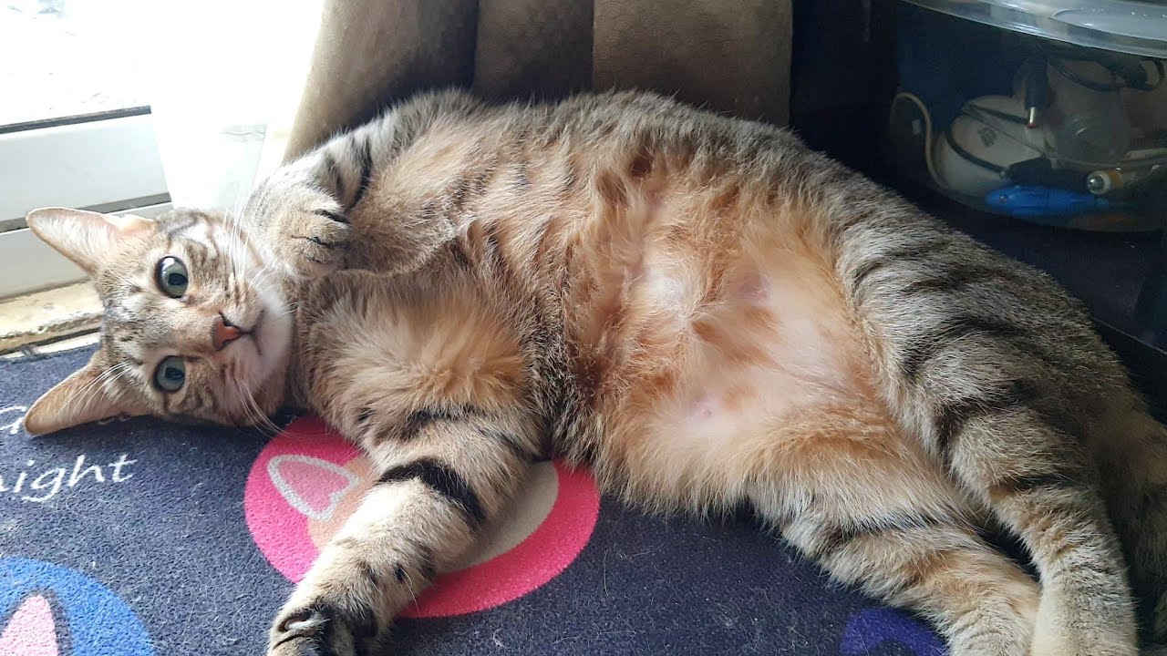 Cat Belly Are you brave enough to attempt to rub it? - YouTube
