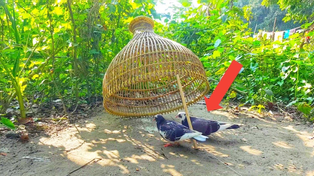 Unique Pigeon Trap/How to Trap,Pigeon Trap-Catch pigeons,, Best Bird ...