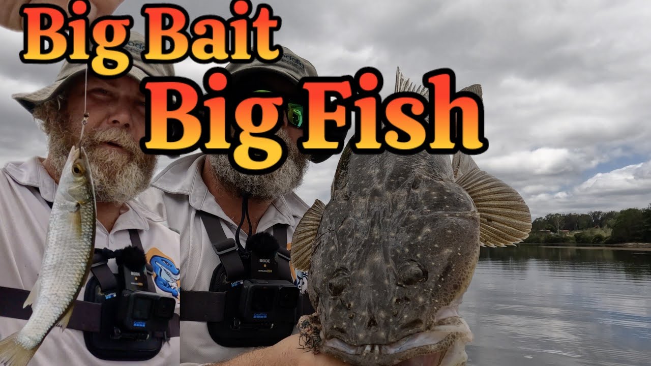 How to Catch BIG Flathead on Live Baits. - YouTube