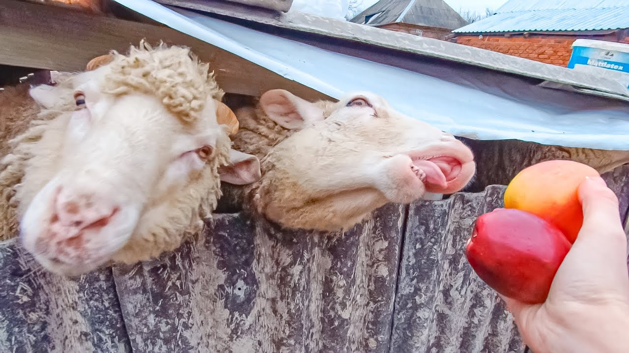 My sheep are tasting apples for the first time - YouTube