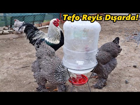 Tefo'nun Ailesi Dışarda!-Kayıplar Var Yine!#Tekirdağ#civciv#horoz#tavuk#hindi#bıldırcın