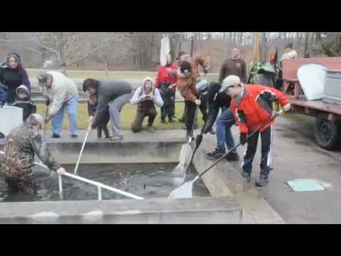 Powder Mill Fish Stocking - YouTube