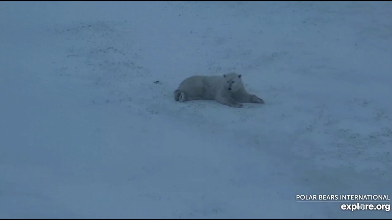 Polar Bear Yoga - YouTube